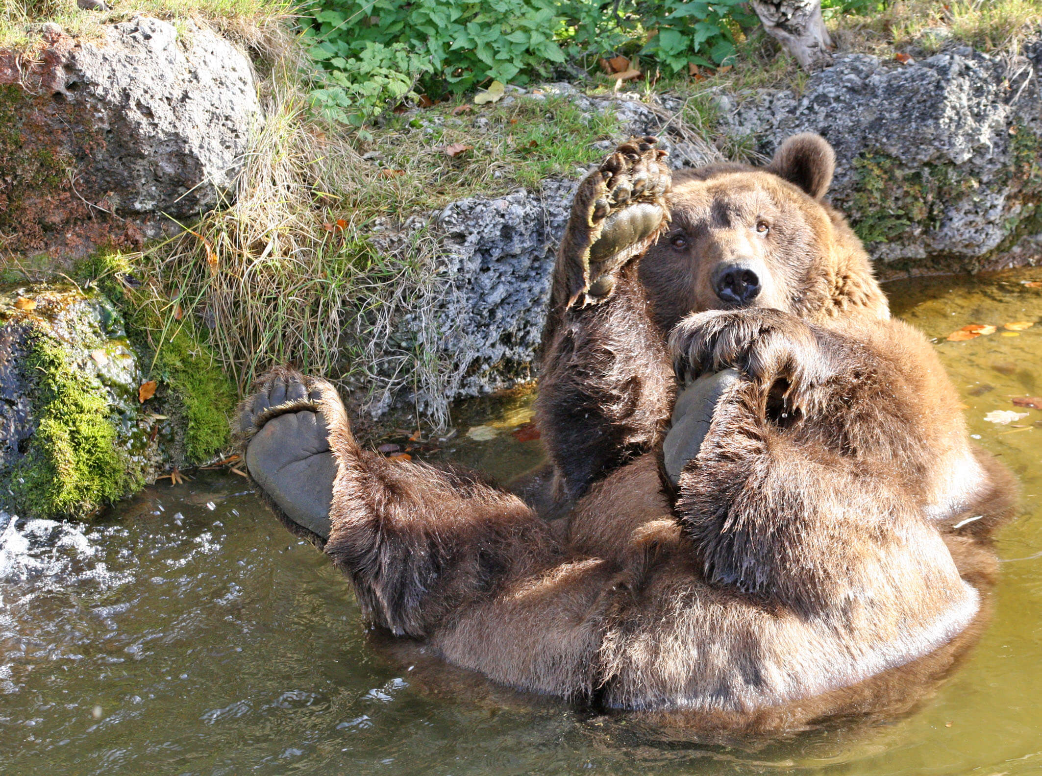 Zoo Salzburg hautnah » Eugendorf - Salzkammergut meets Salzburg